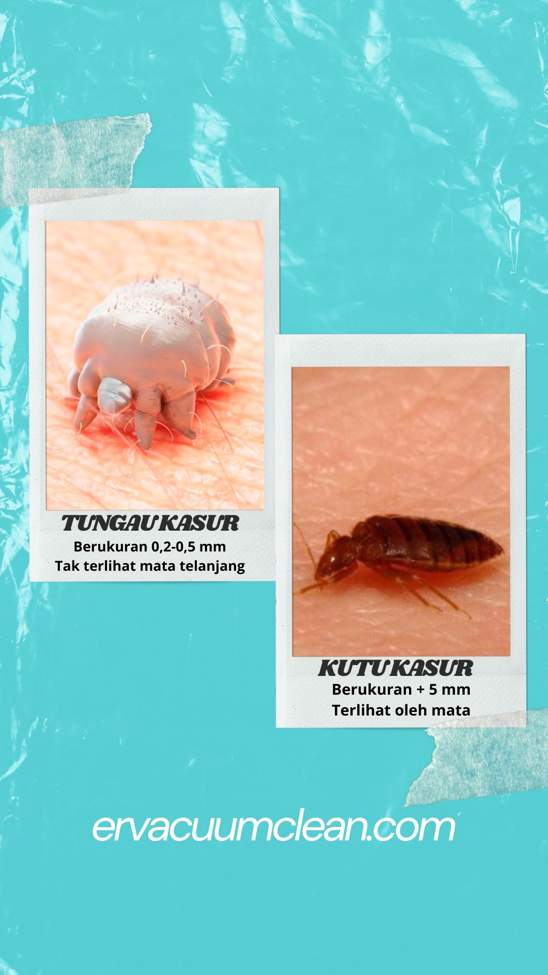 Apa Bedanya Tungau Kasur dengan Kutu Kasur? - Jasa Cuci Kasur, Sofa ...